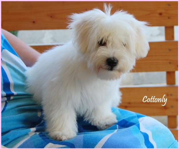 Coton de Tulear – Psarna COTTONLY