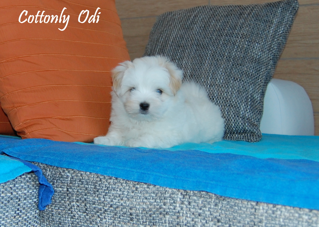 coton de tulear | Coton de Tulear – Psarna COTTONLY